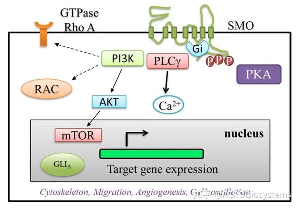 “膜杰作”新品 | GPCR家族：全长SMO蛋白 - 知乎