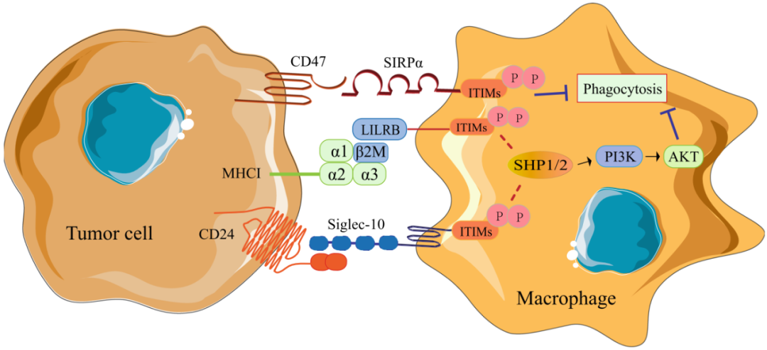 巨噬细胞肿瘤免疫治疗的研究进展 - 知乎