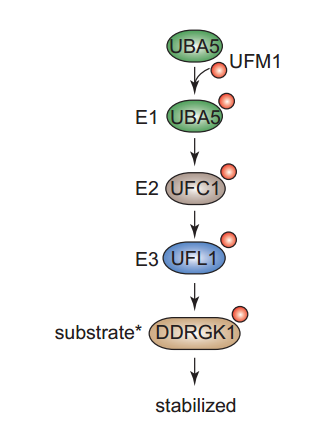 Cell | 全基因组筛选揭秘内质网自噬分子调控机制 - 知乎
