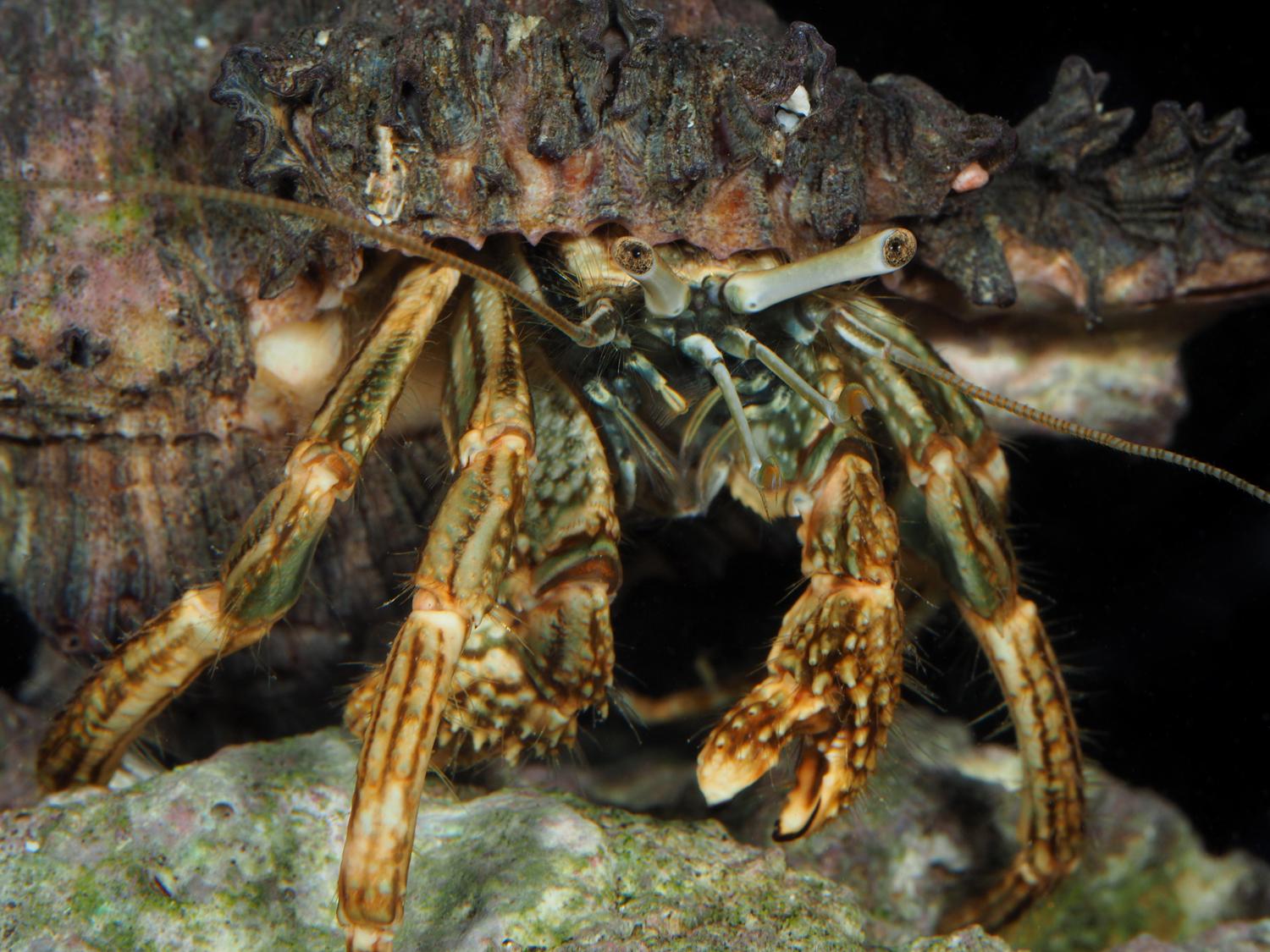 中国海寄居蟹总科图鉴 - 知乎