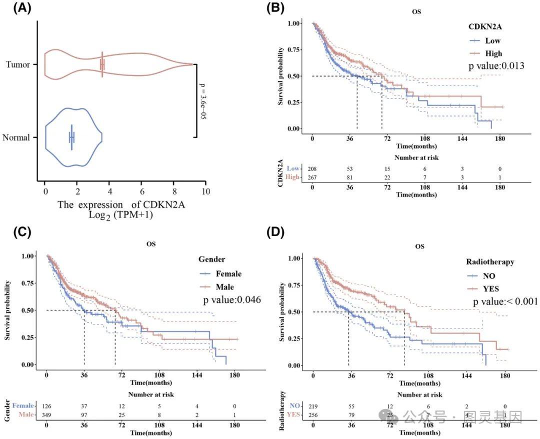 JCMM | AI驱动的病理学揭示CDKN2A在头颈癌中的预测能力 - 知乎