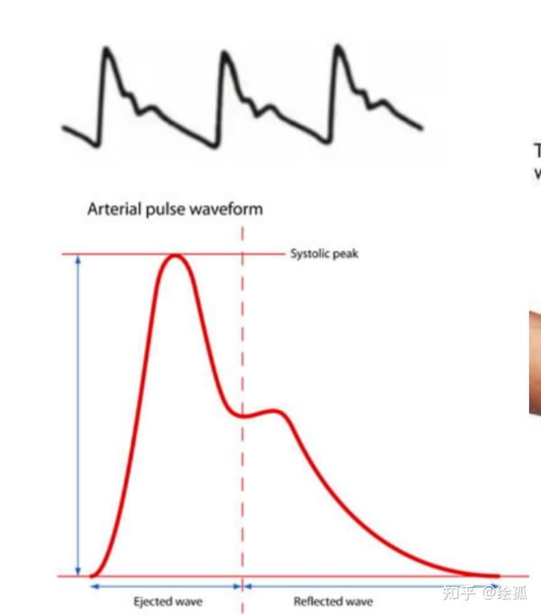 【循环系统2.2】【临床诊断学】心血管系统体格检查 - 知乎