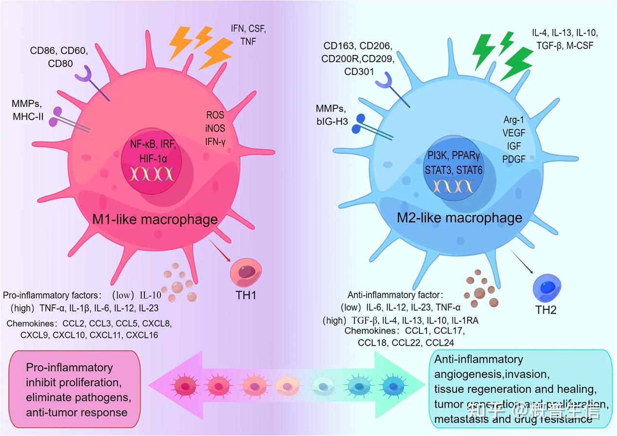 What? Why? How? 关于M2类肿瘤相关巨噬细胞的一切 - 知乎