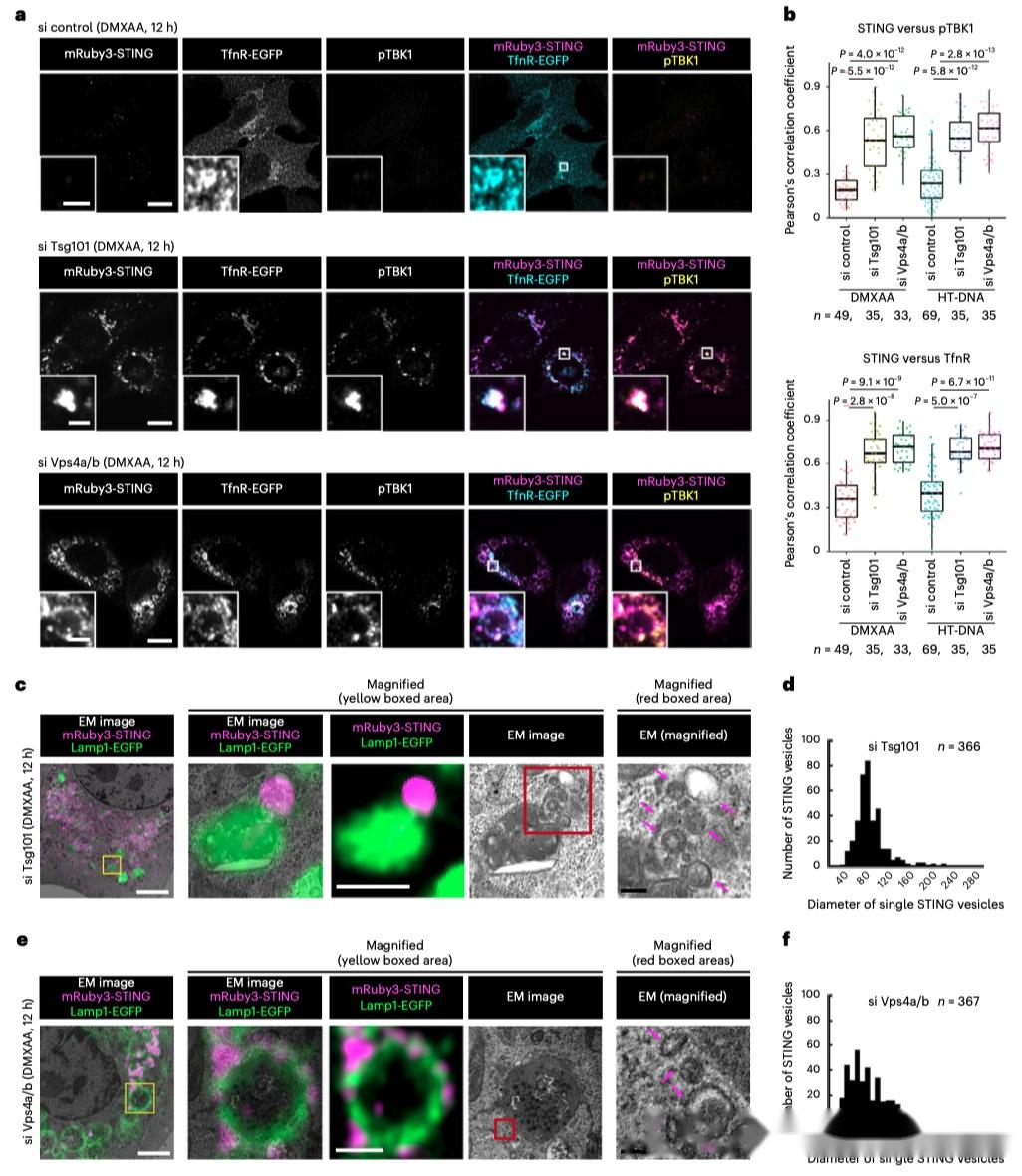 Nature Cell Biology丨STING 信号通过源自循环核内体的 ESCRT 依赖性囊泡微自噬而终止 - 知乎