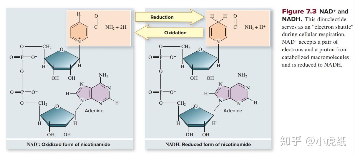 NADPH 和 NADH 是什么？ - 知乎