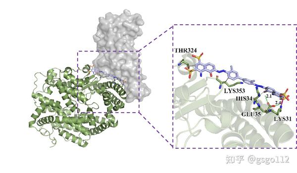 Pymol处理对接结果作图 - 知乎