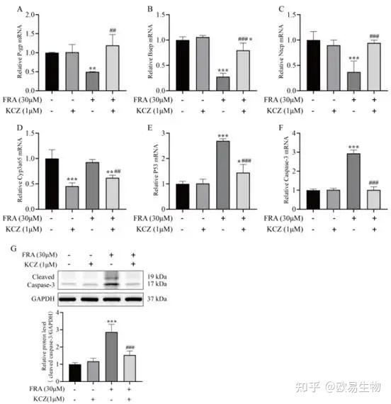 中国医学科学院药物研究所运用氨基酸靶向探究斑马鱼肝毒性的机制 - 知乎