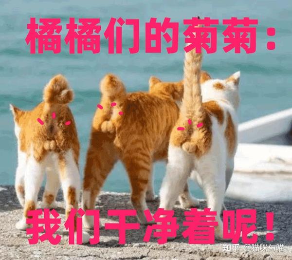 猫菊花会接触你家所有角落吗？看完答案千万不要哭 知乎