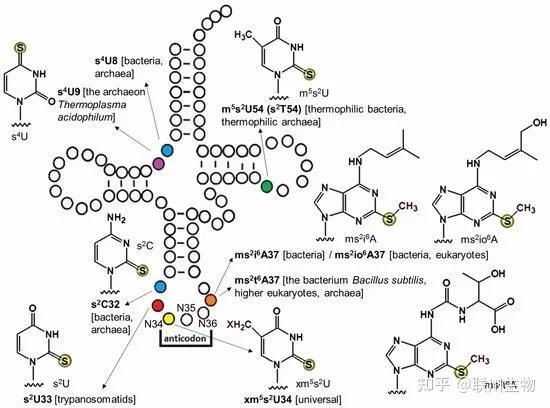 RNA碱基修饰以及m6A的前世今生 | m6A专题 - 知乎