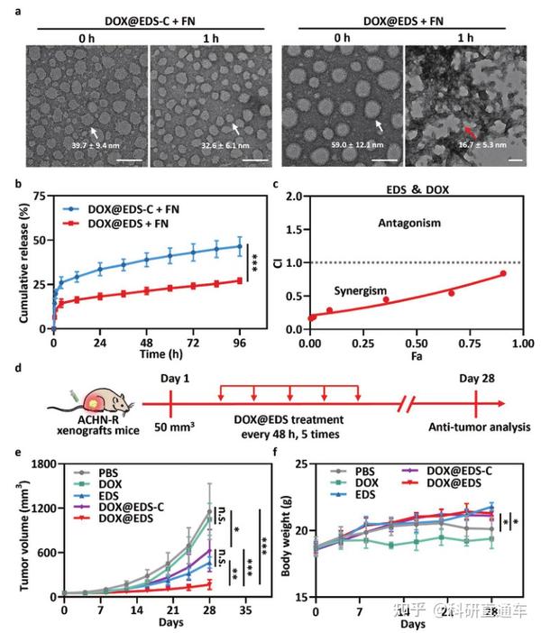 研究前沿｜逆转耐药 提高化疗敏感性！Adv. Mater：可转化的ECM剥夺系统有效抑制肾细胞癌 - 知乎