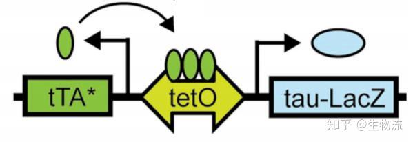 基因的时间开关——TetTag系统 - 知乎