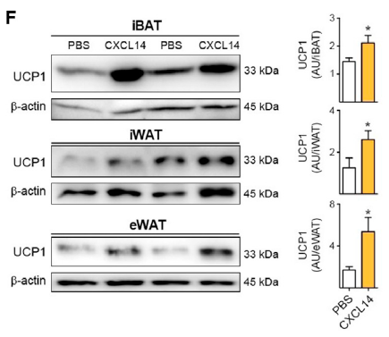 您了解CXCL14吗？——权威Cell Metabolism 为您答疑 - 知乎