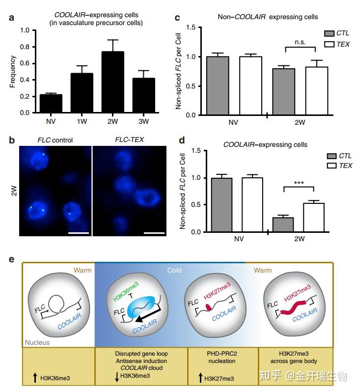 【文献解读】RNA FISH揭示植物细胞中单个RNA转录物的变化 - 知乎