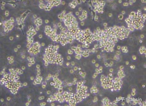 THP-1细胞培养攻略 - 知乎