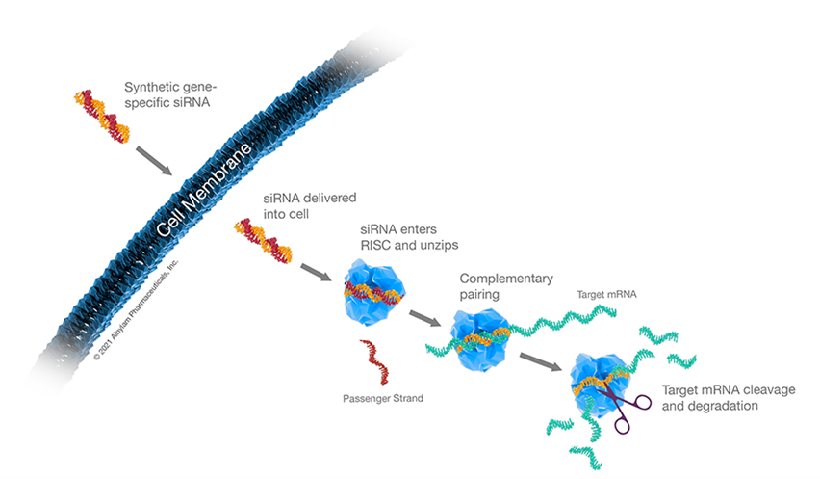 FDA 批准上市的 siRNA 药物非临床药效学研究 —— 复盘与启示 - 知乎