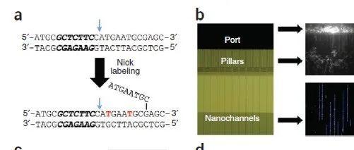初识BioNano图谱技术 - 知乎