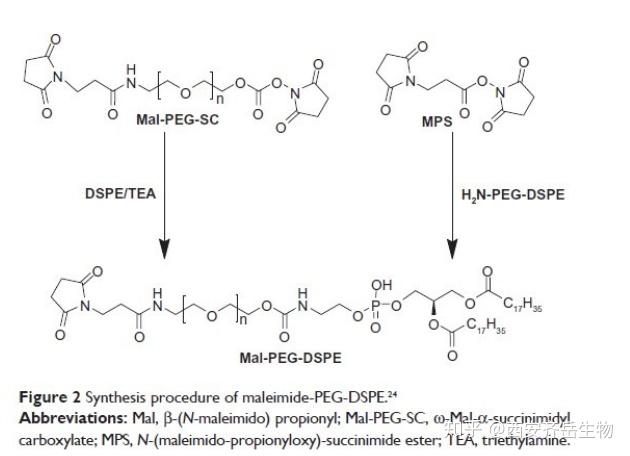 DSPE-PEG-MAL的合成路线图说明 - 知乎