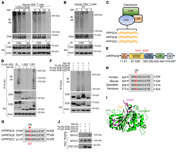 USP16介导的钙调磷酸酶A去泛素化控制外周 T细胞稳态维持 - 知乎