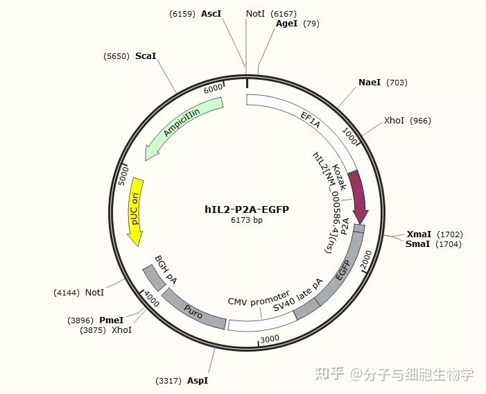 IRES与2A肽(P2A/T2A/E2A/F2A) - 知乎
