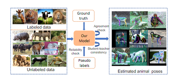 ScarceNet: Animal Pose Estimation with Scarce Annotations 论文解读 - 知乎