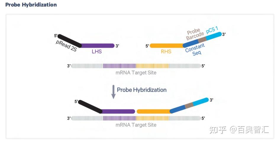 新品大促，低价来袭 | 单细胞Fixed RNA Profiling - 知乎