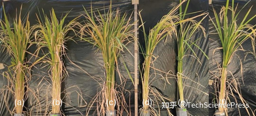 聚焦植物抗逆与遗传改良研究丨PHYTON期刊Vol.94, No.2, 2025上线 - 知乎