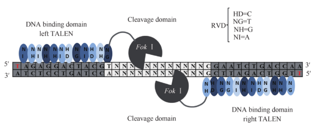 基因编辑的原理和载体结构 - 知乎