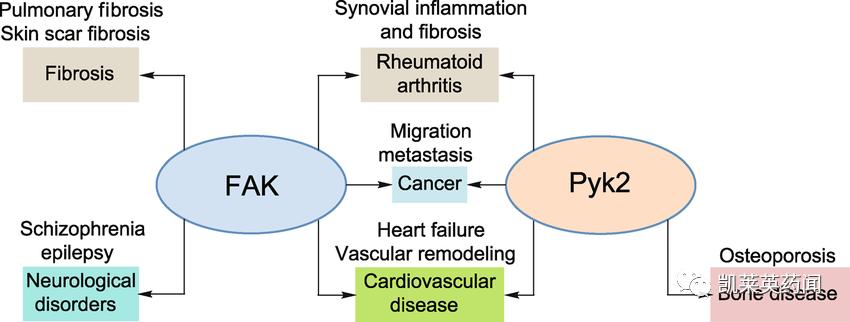 挑战肿瘤耐药！FAK的最新研究进展 - 知乎