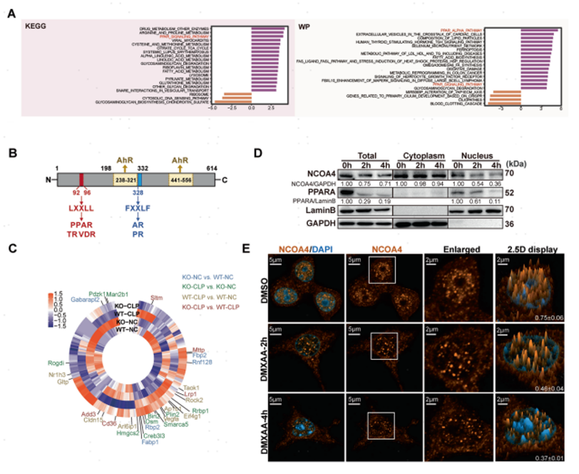 项目文章 | 单细胞测序揭秘STING与NCOA4相互作用关系并发现脓毒症的潜在治疗策略 - 知乎