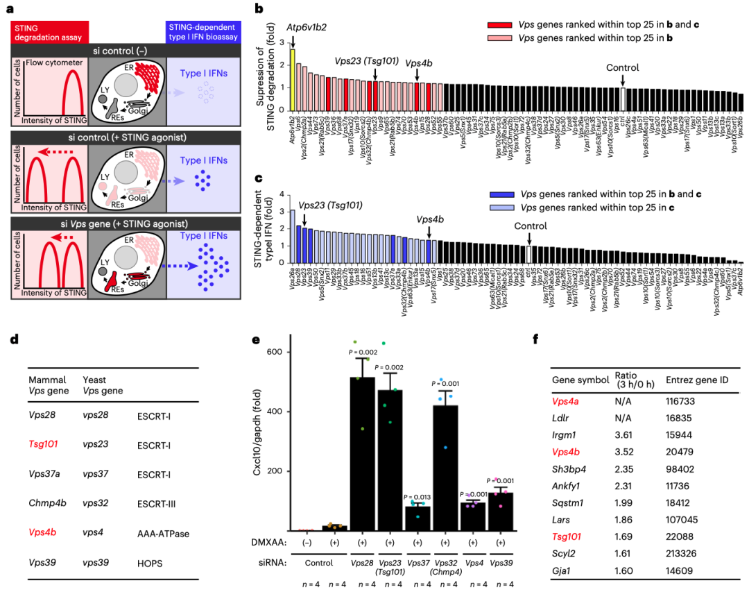 Nature Cell Biology丨STING 信号通过源自循环核内体的 ESCRT 依赖性囊泡微自噬而终止 - 知乎