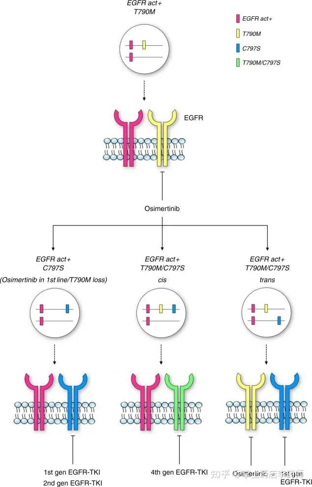 奥希替尼一线EGFR突变肺癌出现C797S耐药突变后的治疗策略探讨！ - 知乎