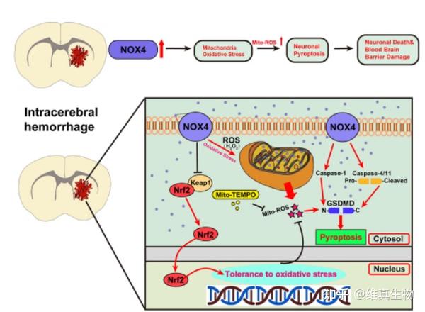 脑出血治疗新靶点！敲低NOX4可减轻ICH后的线粒体氧化应激和神经元焦亡 - 知乎
