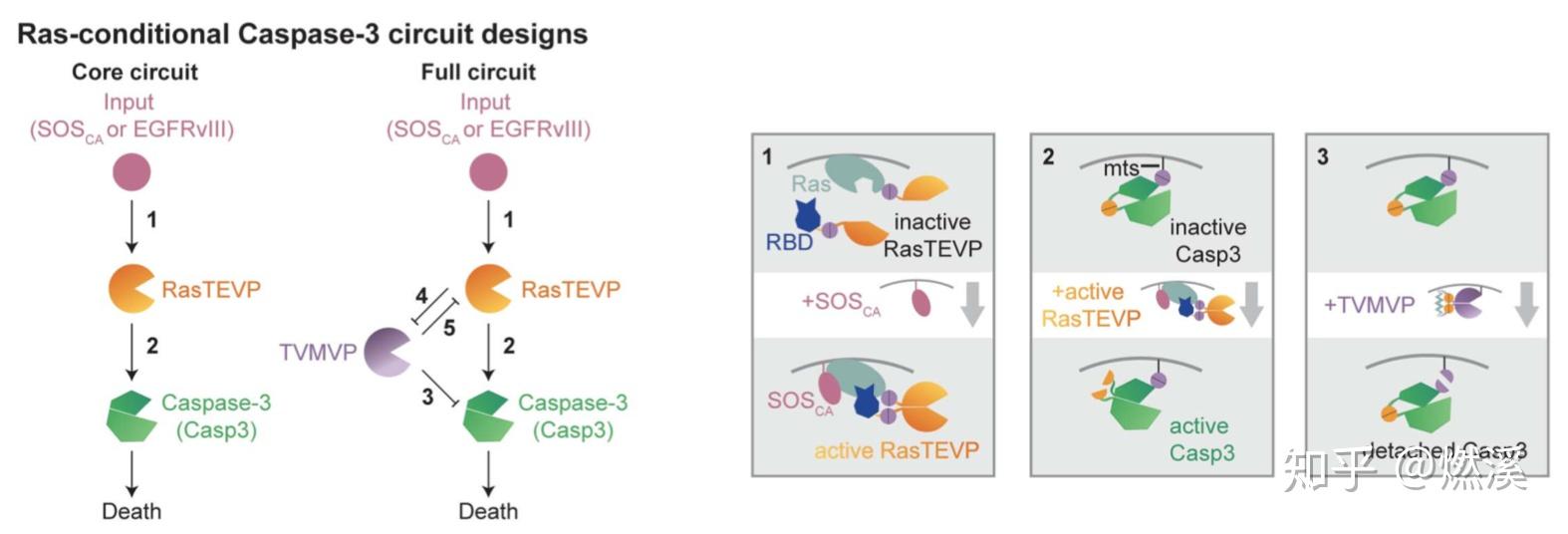 蛋白质线路的发展 - 知乎