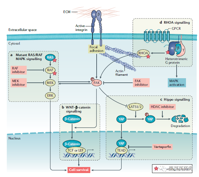 挑战肿瘤耐药！FAK的最新研究进展 - 知乎