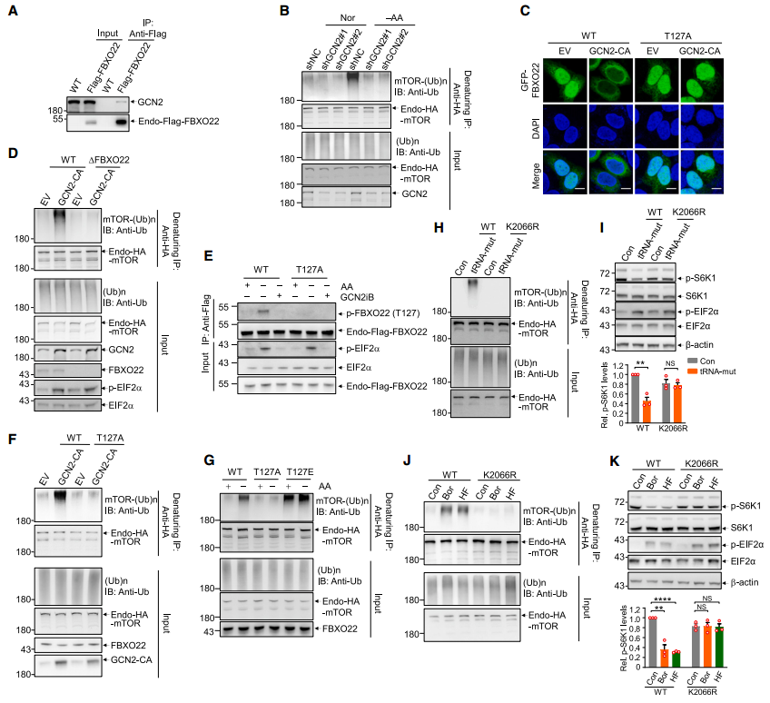Cell Metab | mTORC1泛素化介导氨基酸感应的普适性机制 - 知乎