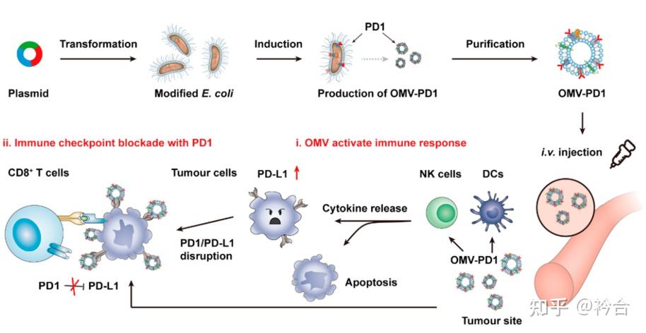 细菌外膜囊泡和免疫检查点通路抑制协同作用，用于肿瘤免疫治疗（1） - 知乎