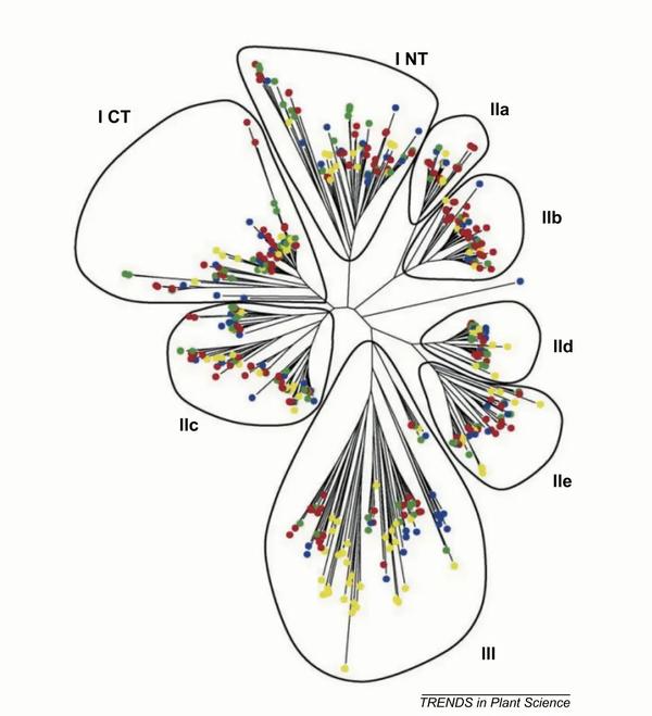 WRKY家族想做个自我介绍（一） - 知乎