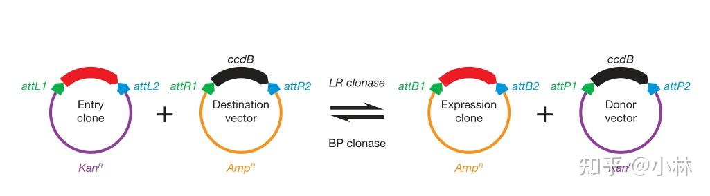 分子克隆——gateway - 知乎