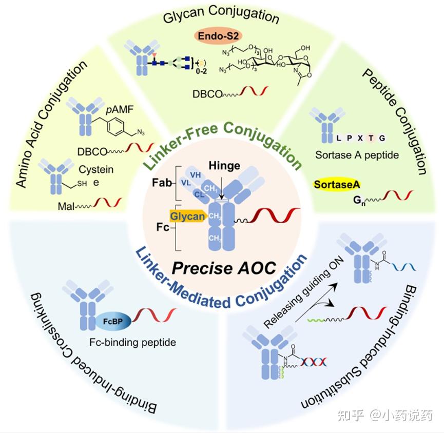 抗体寡核苷酸偶联药物（AOC）的精确控制偶联方法 - 知乎