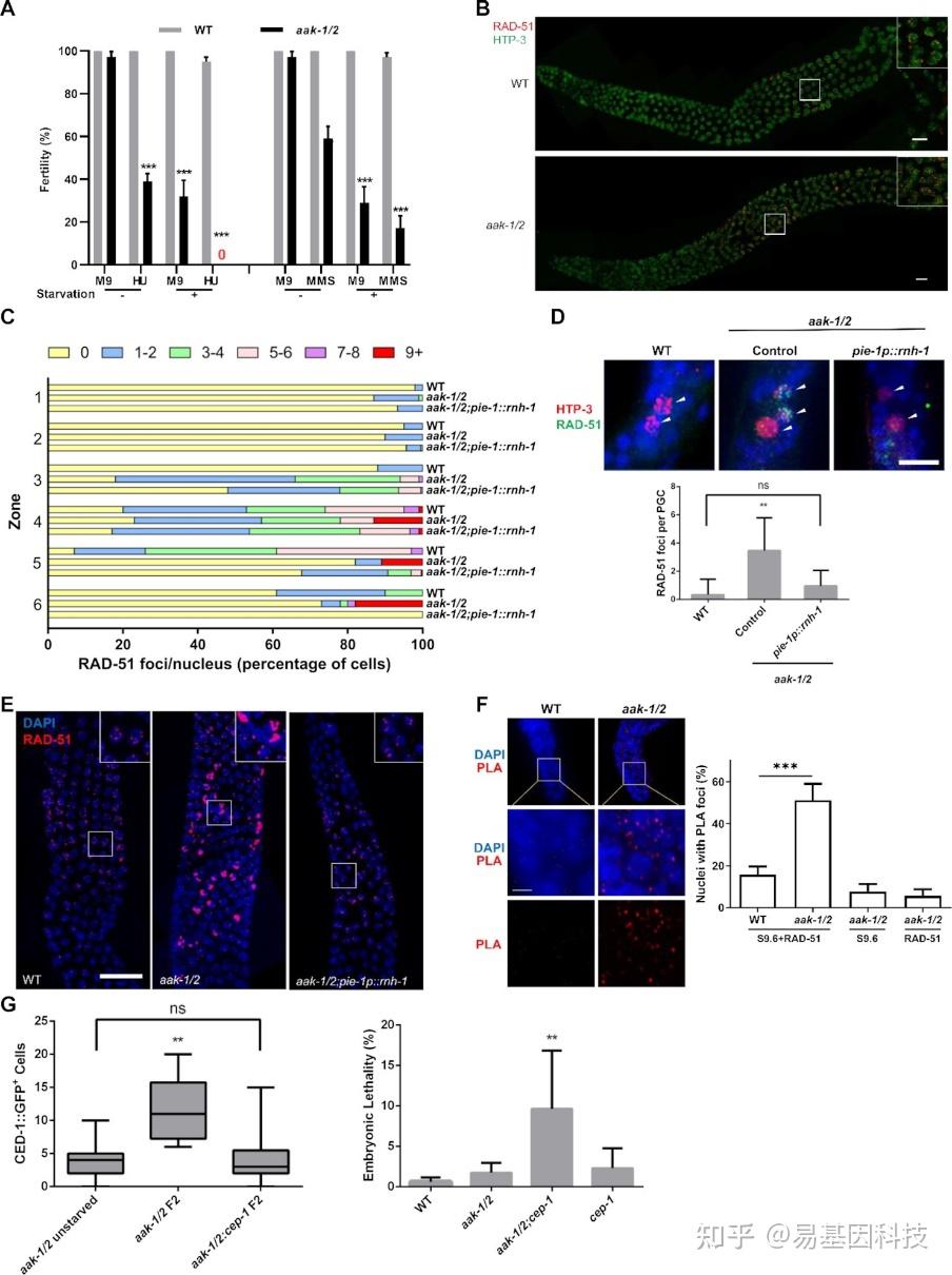 易基因： ChIP-seq+DRIP-seq揭示AMPK通过调控H3K4me3沉积和R-loop形成以维持基因组稳定性和生殖细胞完整性｜NAR ...