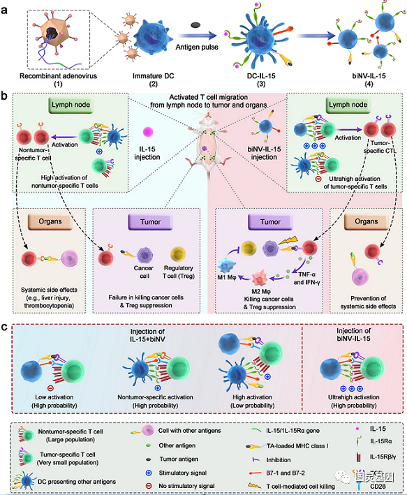 Nat Comm | 仿生纳米疫苗改善IL-15向淋巴结的靶向递送 - 知乎