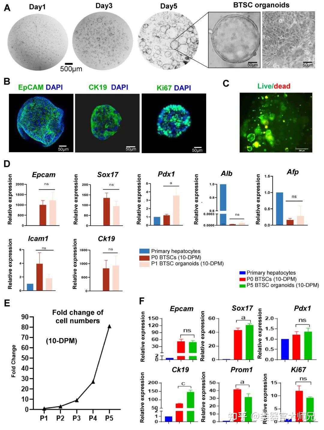 Bioact Mater | 胆道干细胞类器官扩展的激素与化学定义条件研究 - 知乎