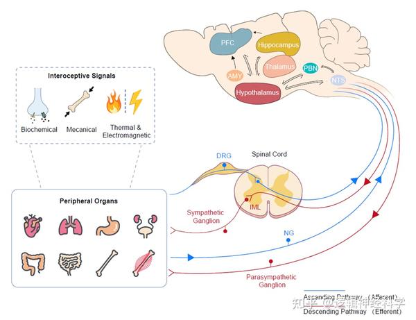Cell Metab 综述︱曹旭团队评述骨内感知系统调控骨稳态及骨痛 - 知乎