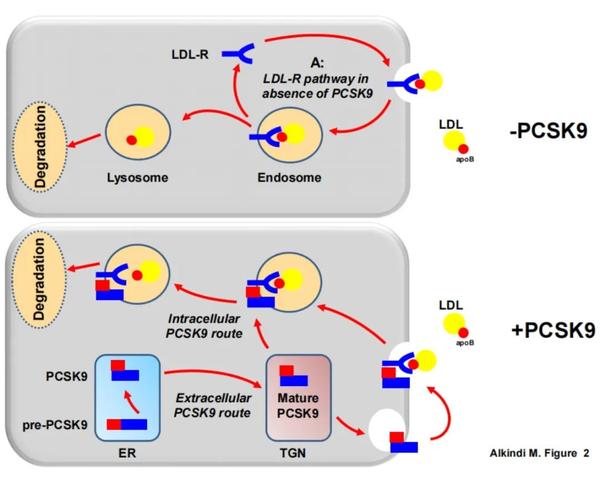 【新品推荐】AAV-PCSK9构建动脉粥样硬化模型 - 知乎