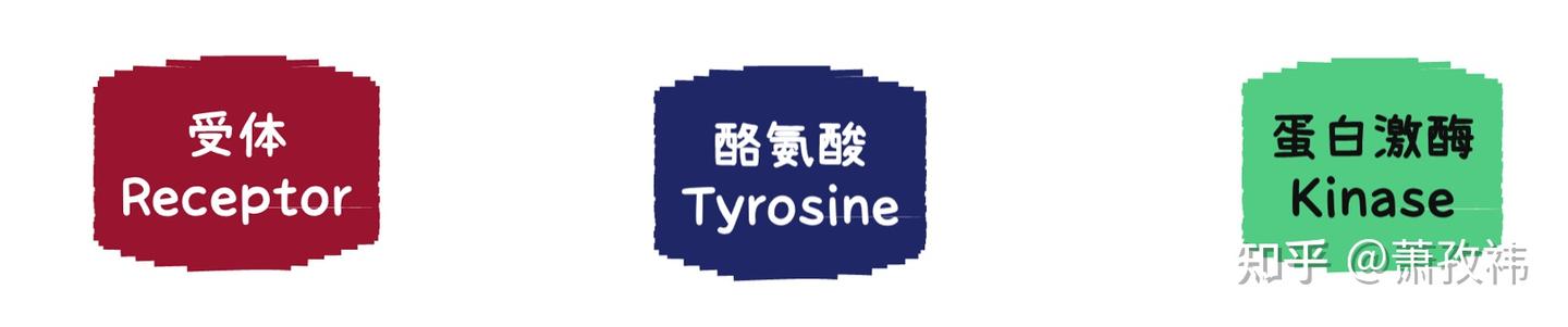 万字拆解EGFR - 知乎