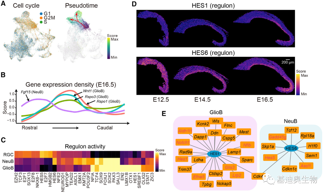 空间转录组定量分析及应用—基因调控网络 - 知乎