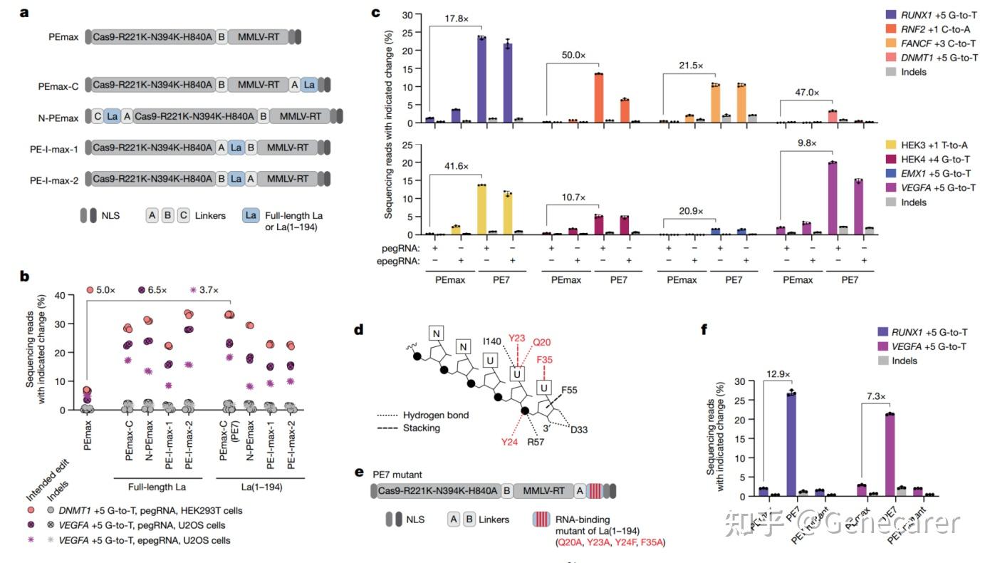 PE7(Primer editor 7)显著提高先导编辑效率！！ - 知乎