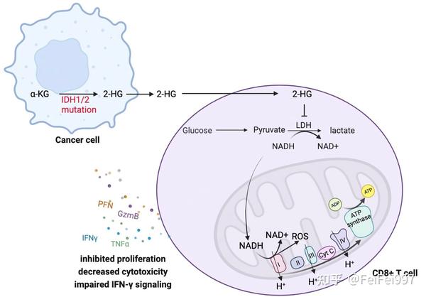 文献阅读之Oncometabolite D-2HG alters T cell metabolism to impair CD8+ T ...