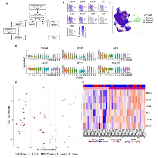 单细胞技术揭示默克尔细胞癌YAP1和WWTR1表达特异性 - 知乎