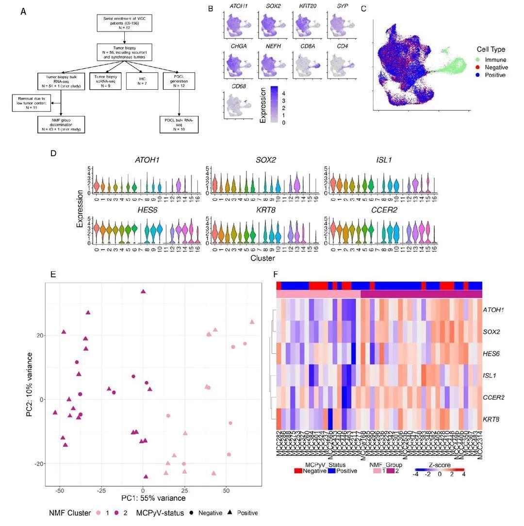 单细胞技术揭示默克尔细胞癌YAP1和WWTR1表达特异性 - 知乎